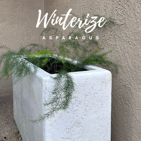How to Winterize Asparagus Plants - Delineate Your Dwelling
