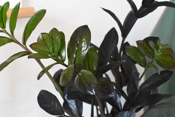 Black Raven ZZ Plant Care Tips - Delineate Your Dwelling