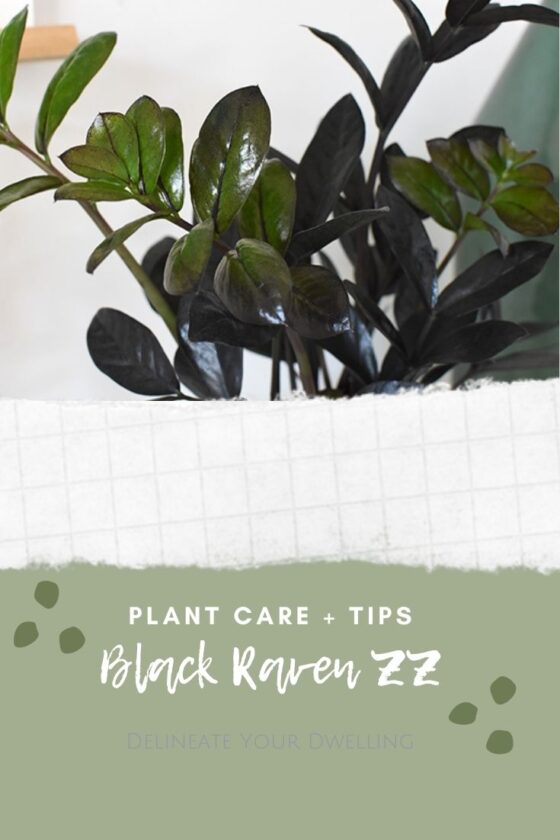 Black Raven ZZ Plant Care Tips - Delineate Your Dwelling