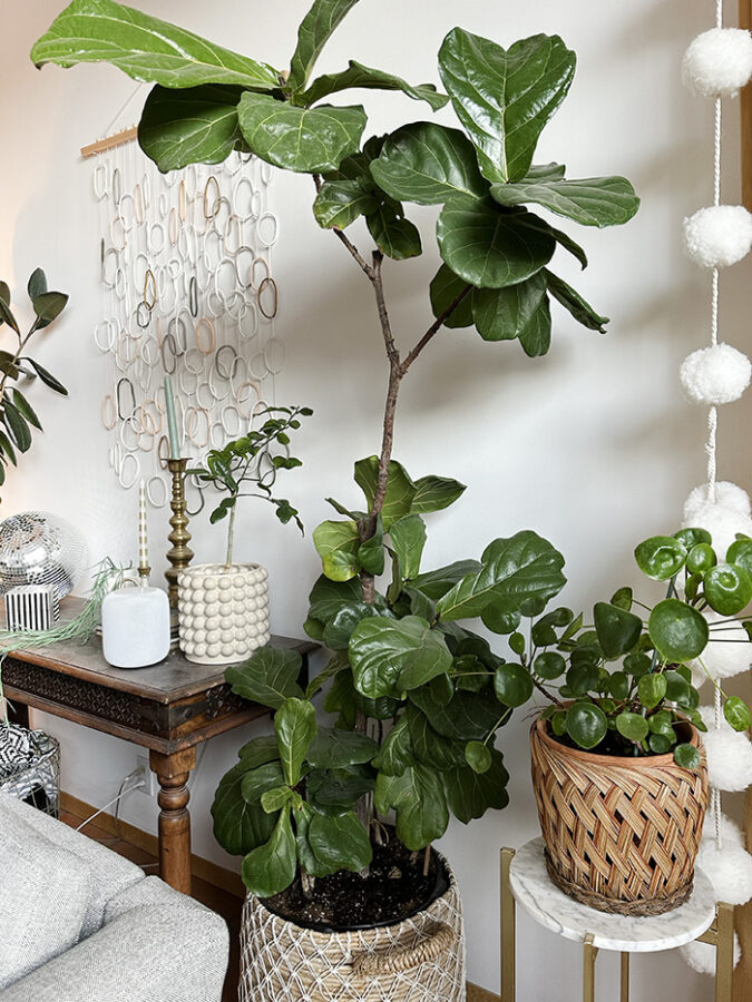 Cutting back Fiddle Leaf Figs - Delineate Your Dwelling