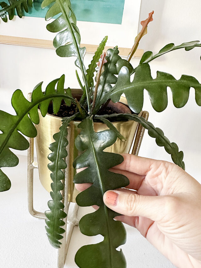 Fishbone Cactus Plant Care - Delineate Your Dwelling