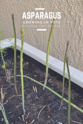Growing Asparagus in Pots - Delineate Your Dwelling