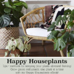 Happy Houseplants eBook - Delineate Your Dwelling