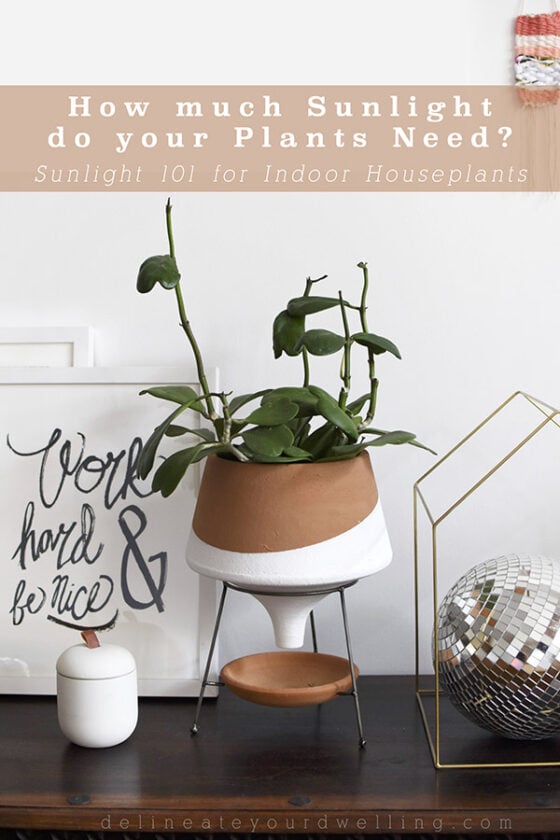 Best Sunlight Levels for Indoor Houseplants - Delineate Your Dwelling