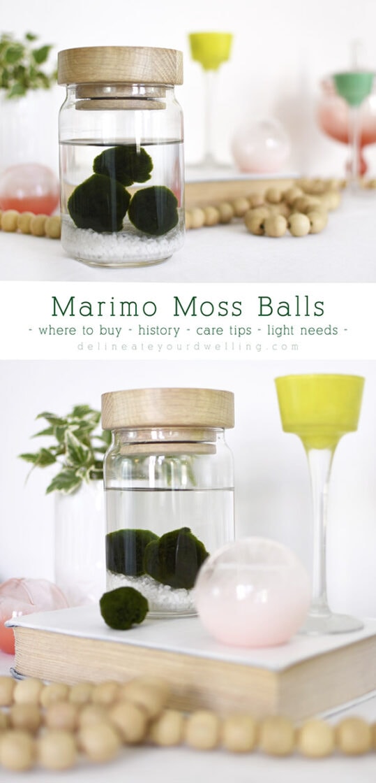 Marimo Moss Ball Care Tips - Delineate Your Dwelling