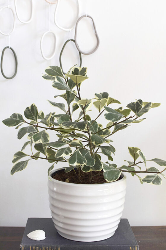 Minimalist Living Room with plants - Delineate Your Dwelling