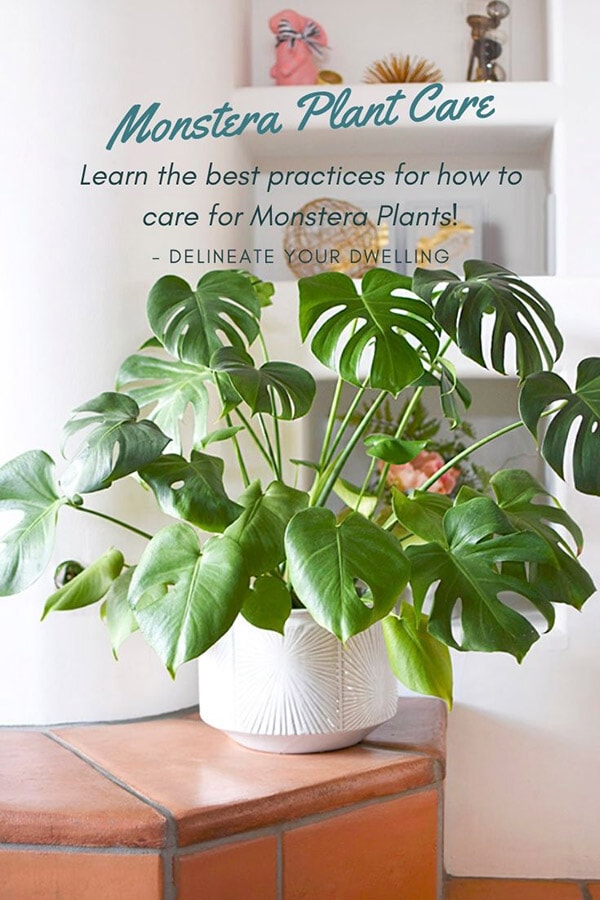 Monstera Plant Care - Delineate Your Dwelling