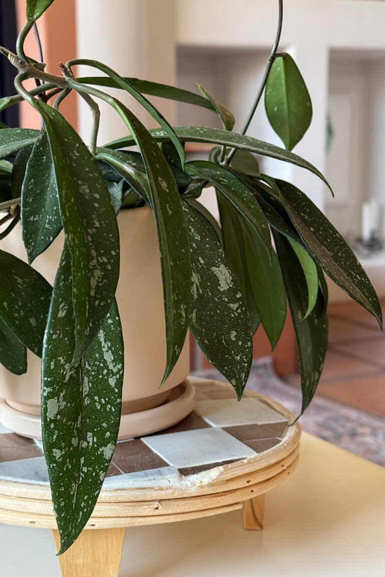 Hoya Silver Splash plant care - Delineate Your Dwelling