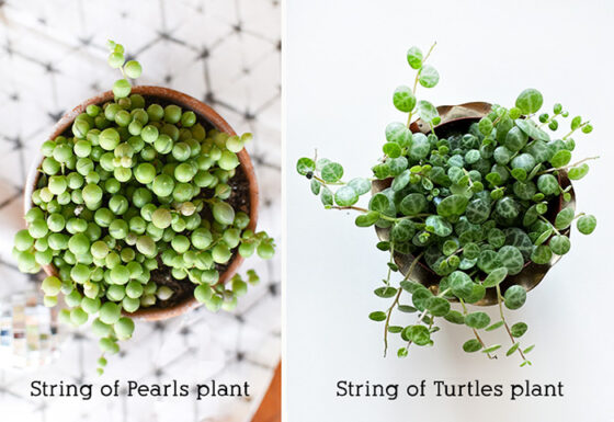 String of Turtles Plant Care - Delineate Your Dwelling