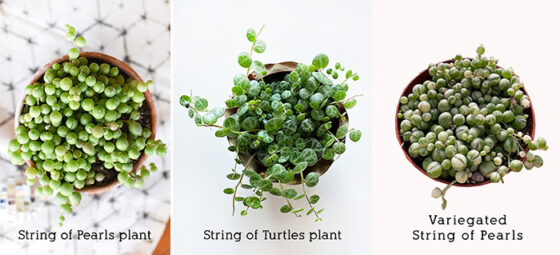 String of Turtles Plant Care - Delineate Your Dwelling