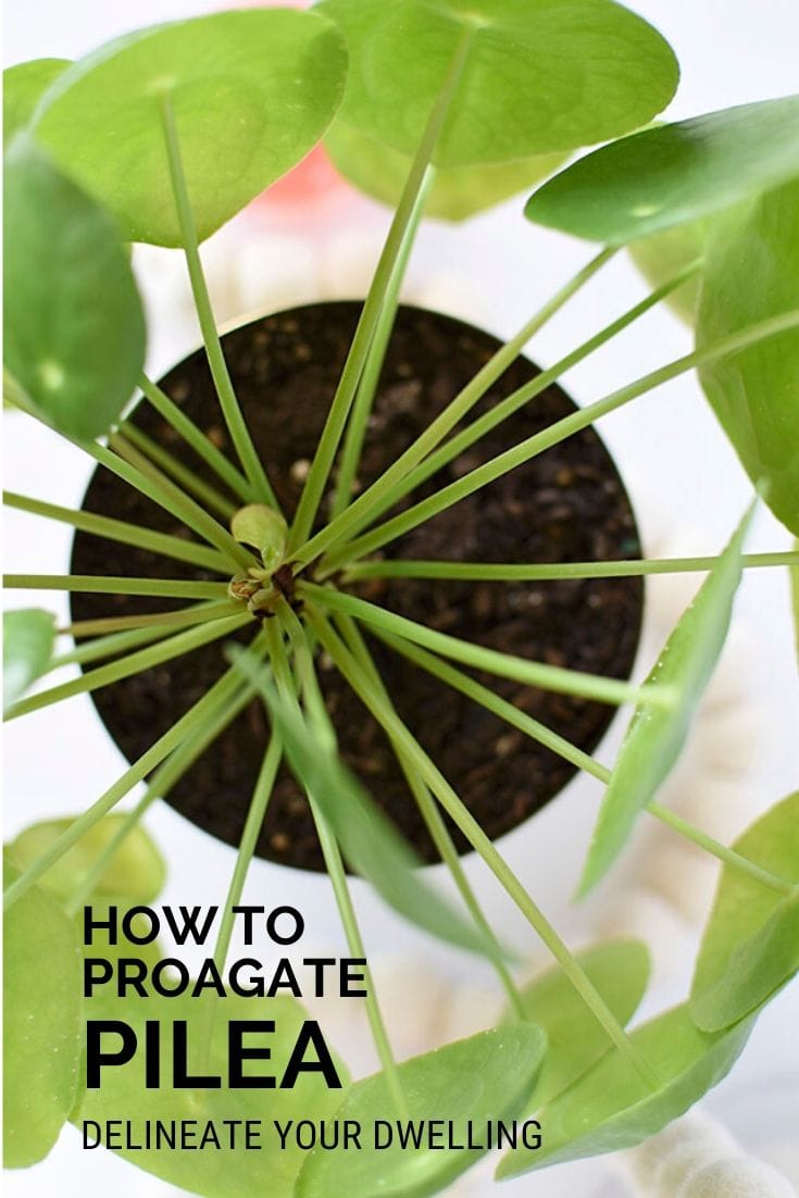 How to Propagate Pilea - Delineate Your Dwelling