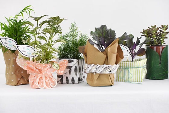 How to Wrap and Gift Plants + Printable Tags - Delineate Your Dwelling