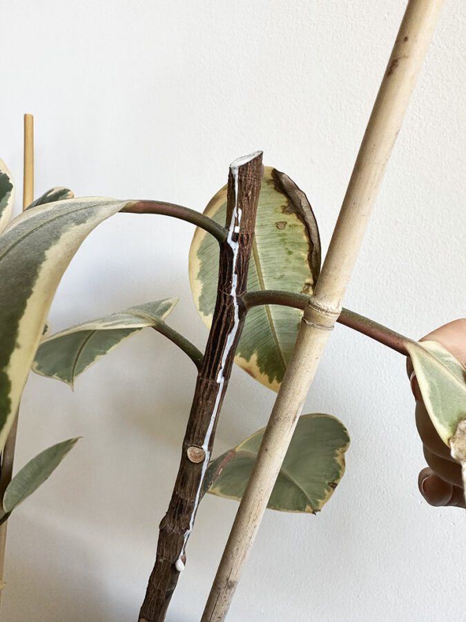 How to propagate Rubber plants - Delineate Your Dwelling