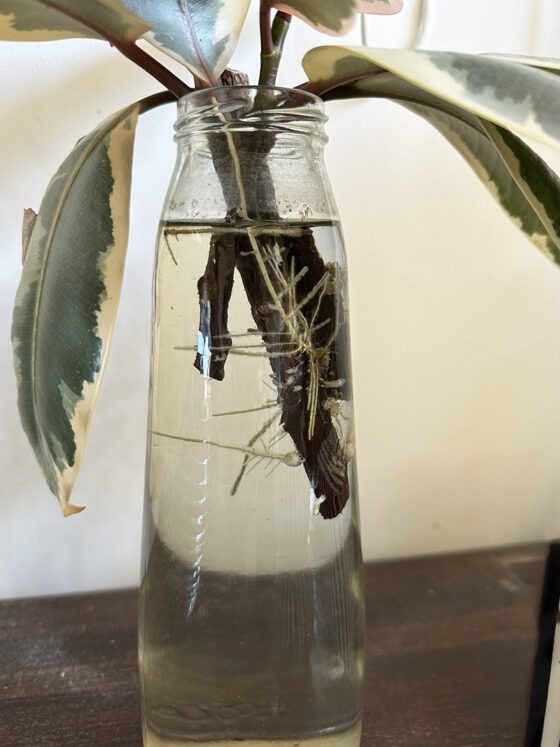 How to propagate Rubber plants - Delineate Your Dwelling