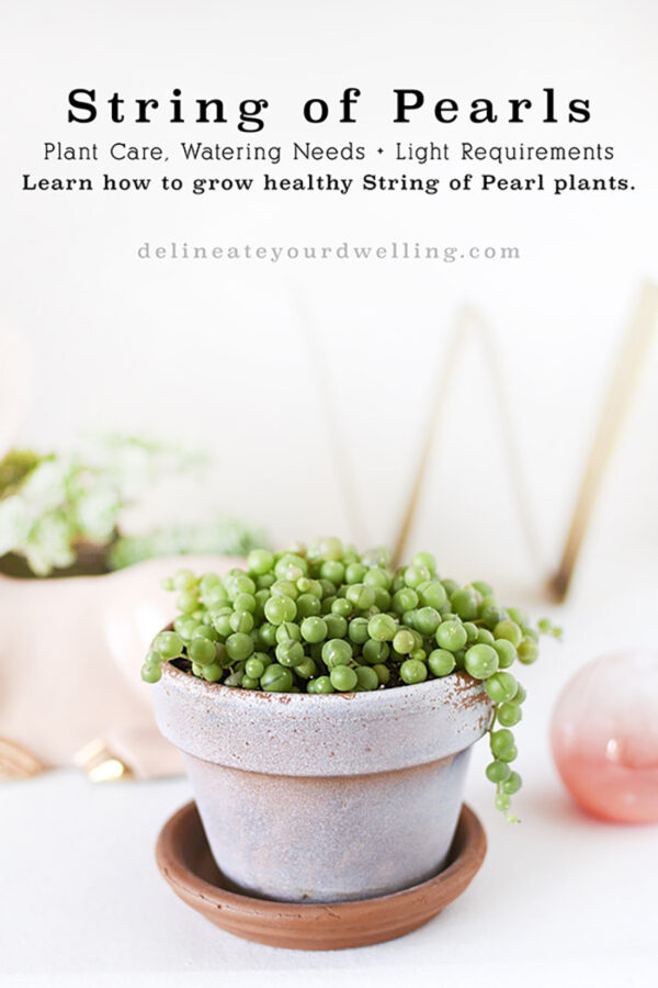 String of Pearl Plant Care Tips - Delineate Your Dwelling