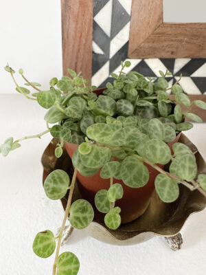 String of Turtles Plant Care - Delineate Your Dwelling