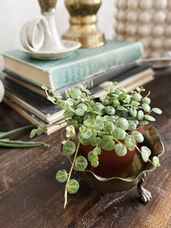 String of Turtles Plant Care - Delineate Your Dwelling