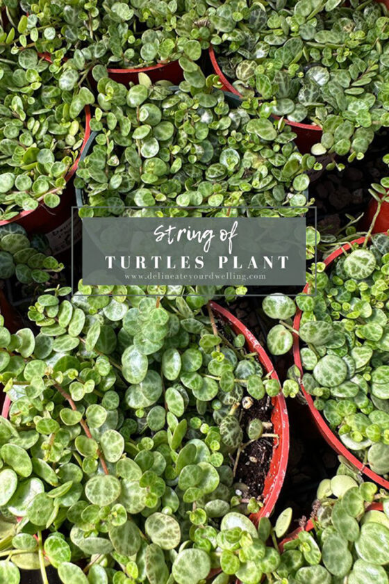 String of Turtles Plant Care - Delineate Your Dwelling