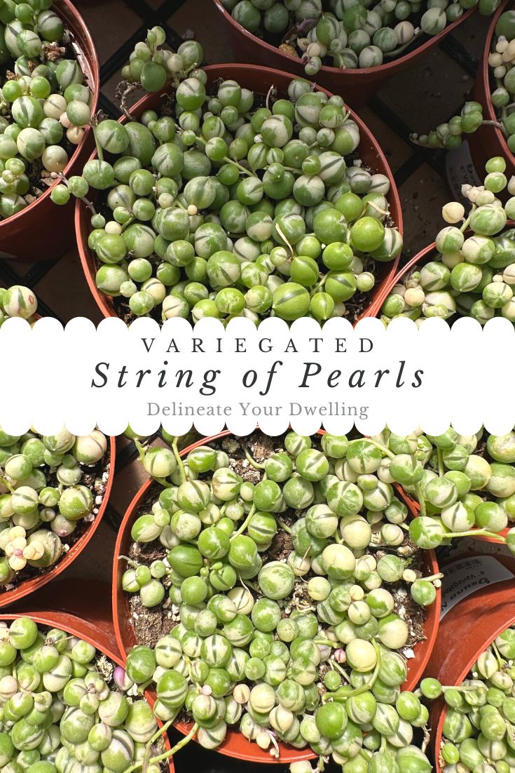 Variegated String of Pearls Plant Care - Delineate Your Dwelling