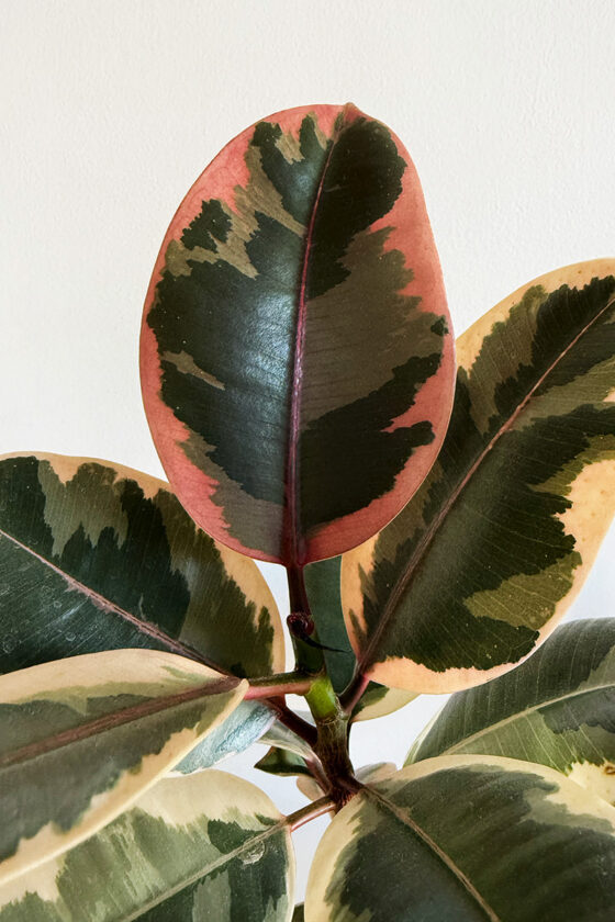 Variegated Ruby Rubber Tree plant care - Delineate Your Dwelling