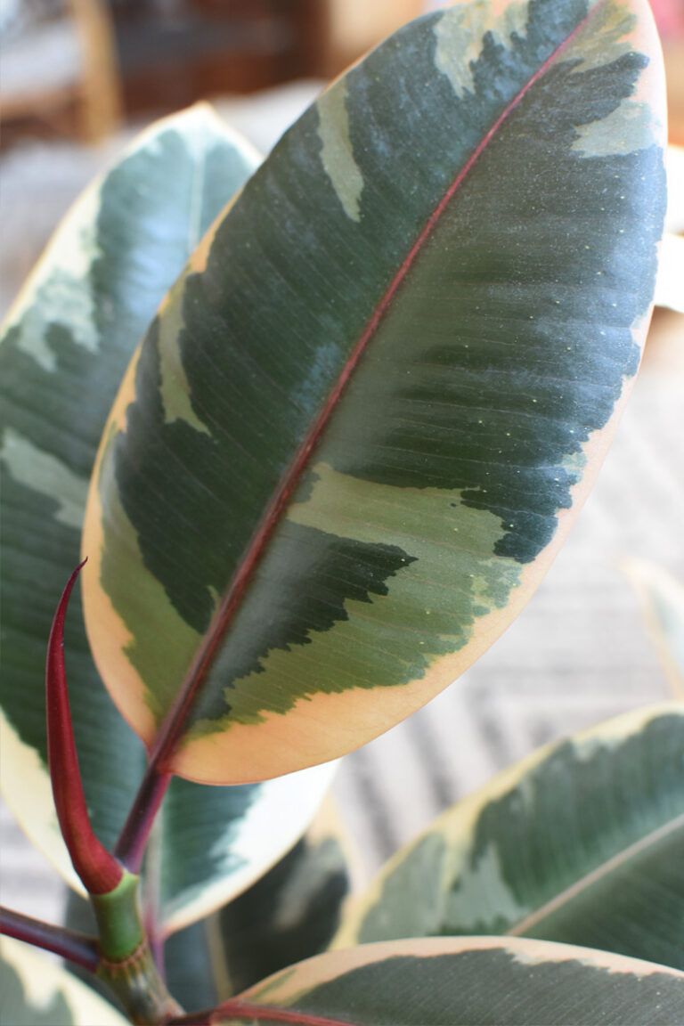 Variegated Ruby Rubber Tree plant care - Delineate Your Dwelling