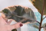 Variegated Ruby Rubber Tree plant care - Delineate Your Dwelling