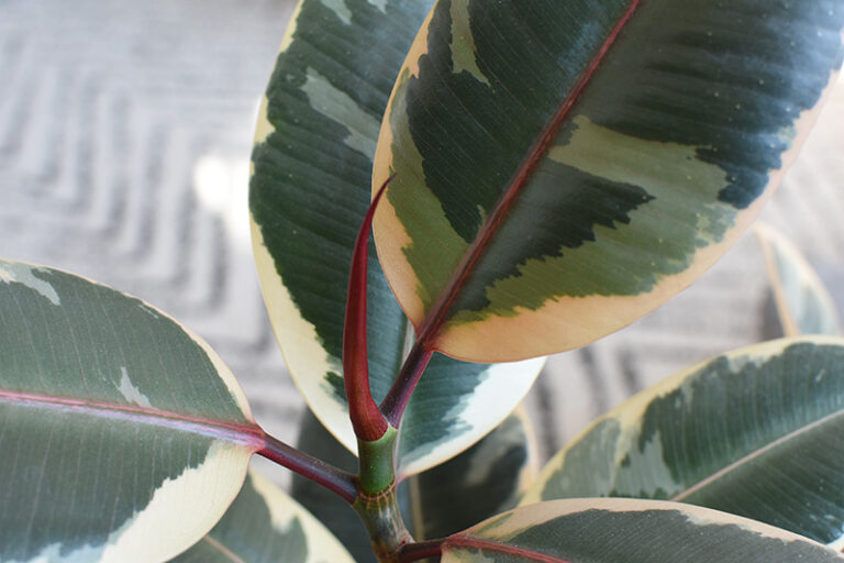 Variegated Ruby Rubber Tree plant care - Delineate Your Dwelling