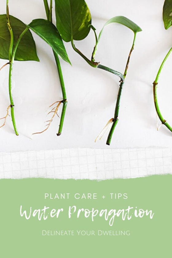 Water Propagation for Plants - Delineate Your Dwelling