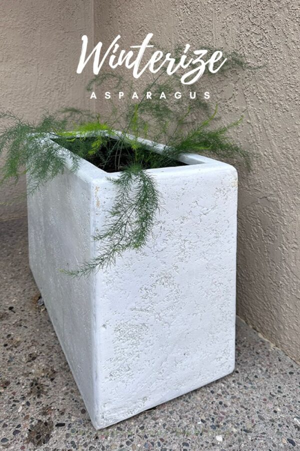 How to Winterize Asparagus Plants - Delineate Your Dwelling