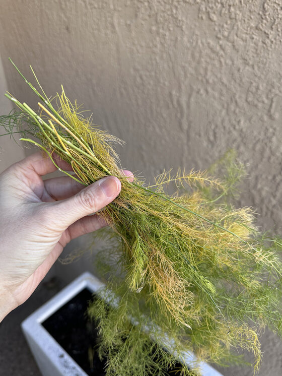 How to Winterize Asparagus Plants - Delineate Your Dwelling