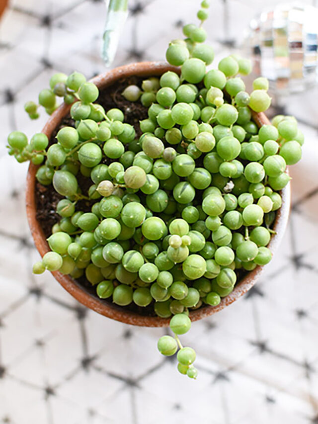 String of Pearls plant care - Delineate Your Dwelling